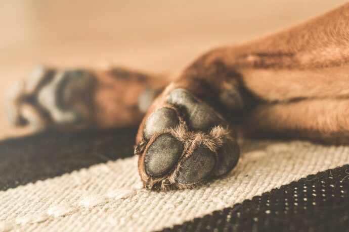 5 Ways To Deal With Your Dog's Cracked Paws - TheSite.org