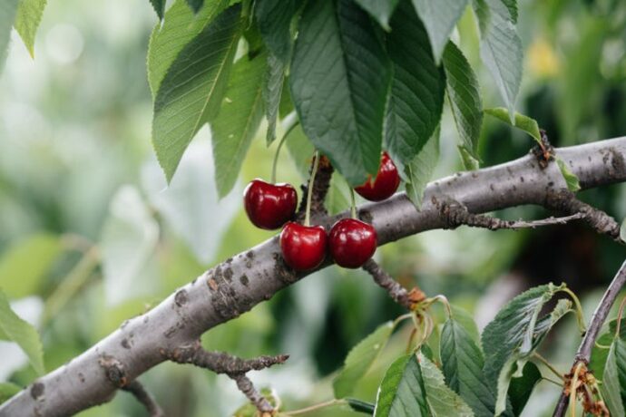 When And How To Prune A Cherry Tree - 2024 Beginners Guide - TheSite.org