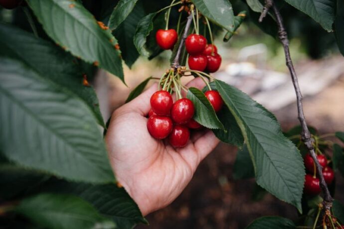 When And How To Prune A Cherry Tree - 2024 Beginners Guide - TheSite.org