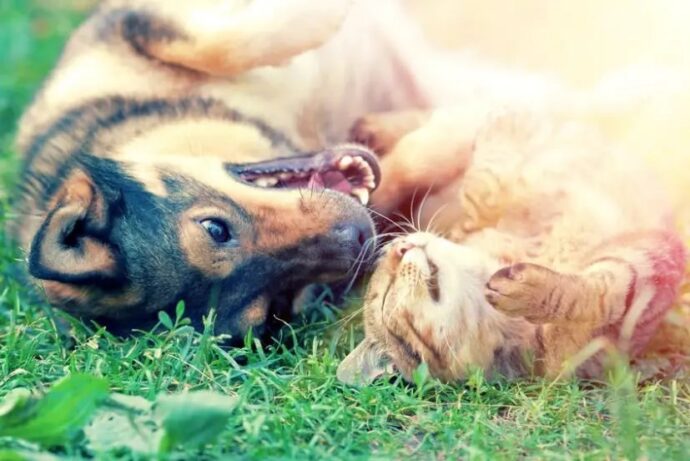 Do EMF Protectors Really Work For Dogs and Cats - TheSite.org