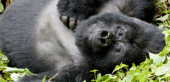 Expert Guide to Gorilla Trekking in Rwanda - TheSite.org